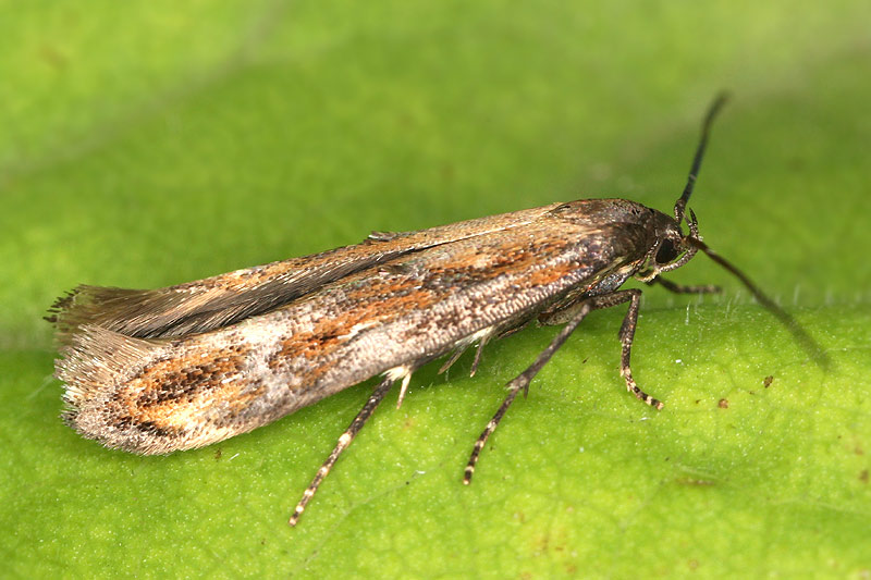 Unknown Moth - Mompha idaei - BugGuide.Net