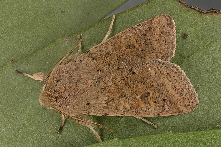 Orthosia - БАБОЧКИ БЕЛАРУСИ. Lepidoptera of Belarus